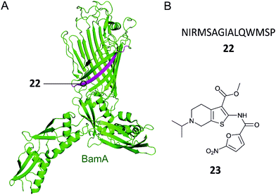 Modulators of protein–protein interactions as antimicrobial agents ...