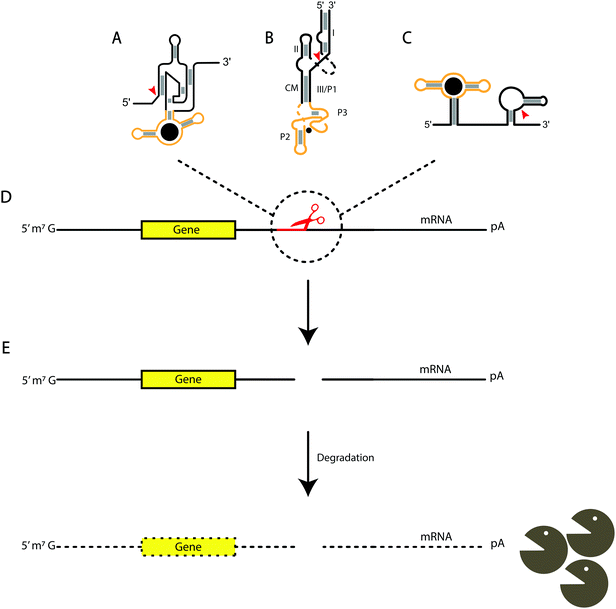 Self-cleaving ribozymes: substrate specificity and synthetic biology ...
