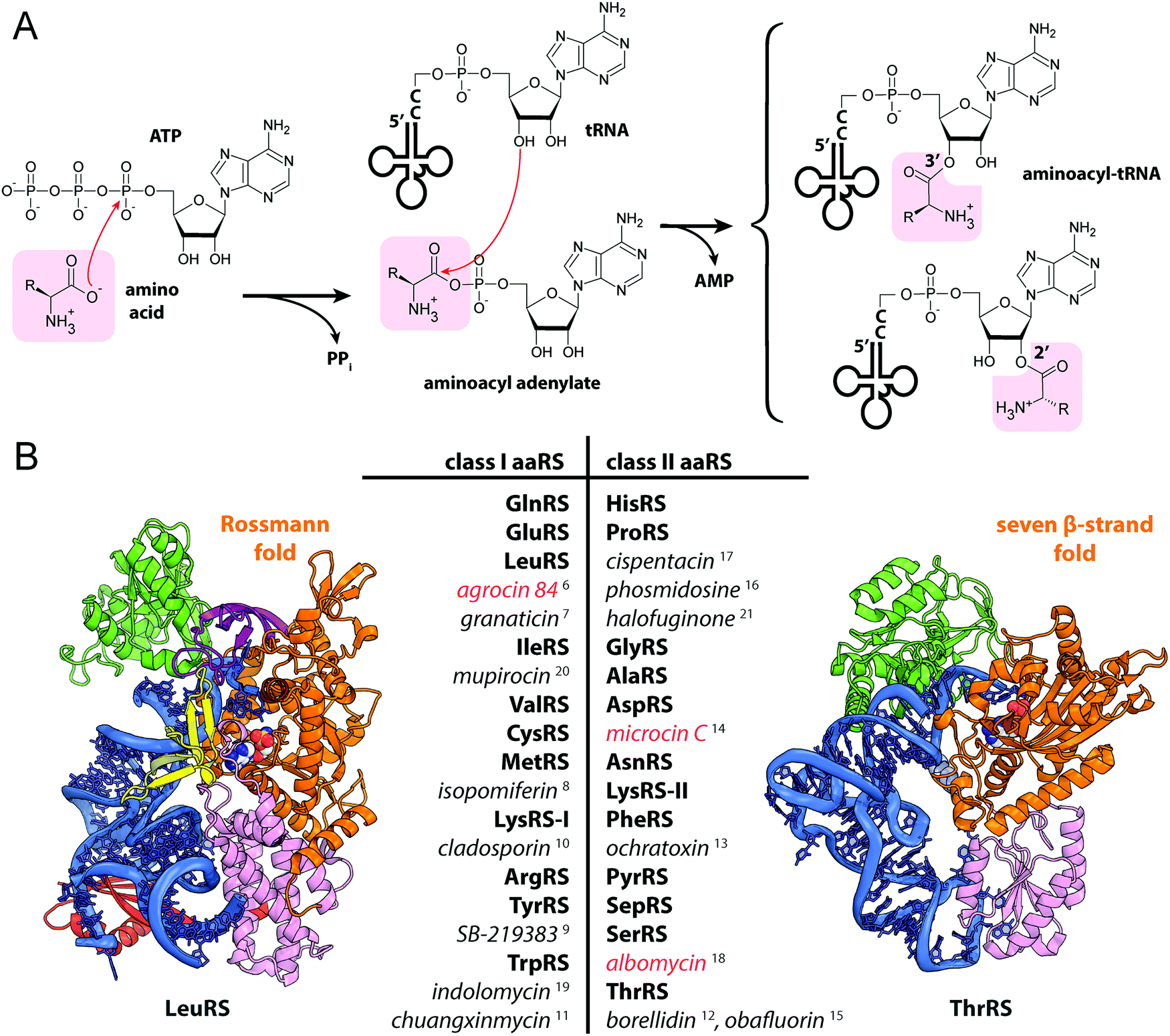 Aminoacyl Trna Synthetase Mechanism