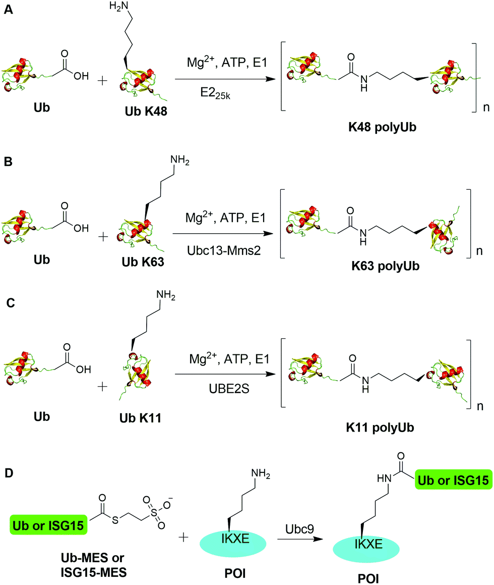 Chemical methods for protein site-specific ubiquitination - RSC ...