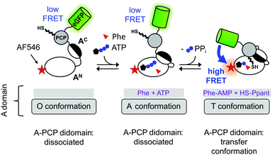 Intermediary conformations linked to the directionality of the ...