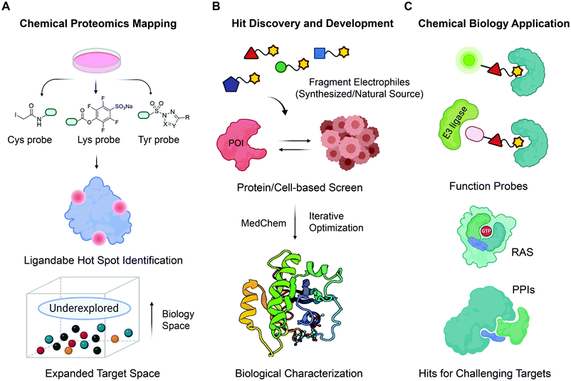 Fragment-based covalent ligand discovery - RSC Chemical Biology (RSC ...