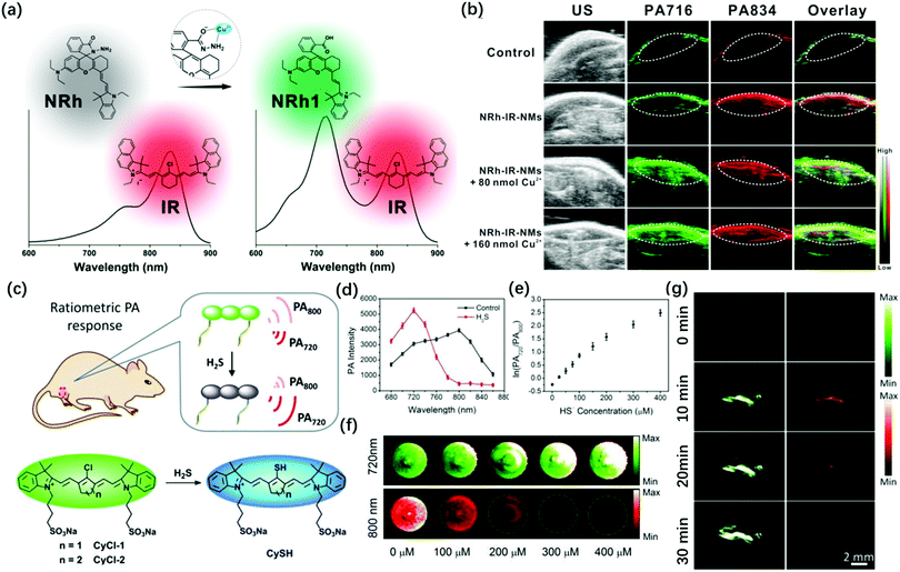 Recent development of near-infrared photoacoustic probes based on small ...
