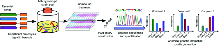 The pursuit of mechanism of action: uncovering drug complexity in TB ...
