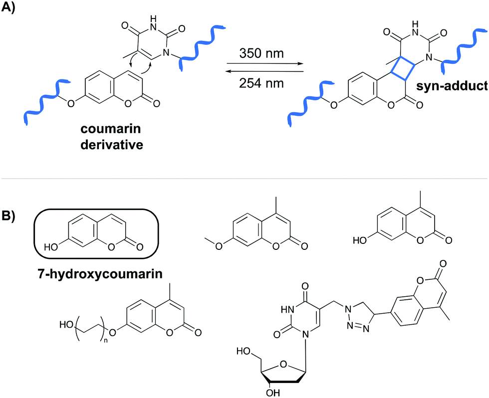 Crosslinker-modified nucleic acid probes for improved target ...