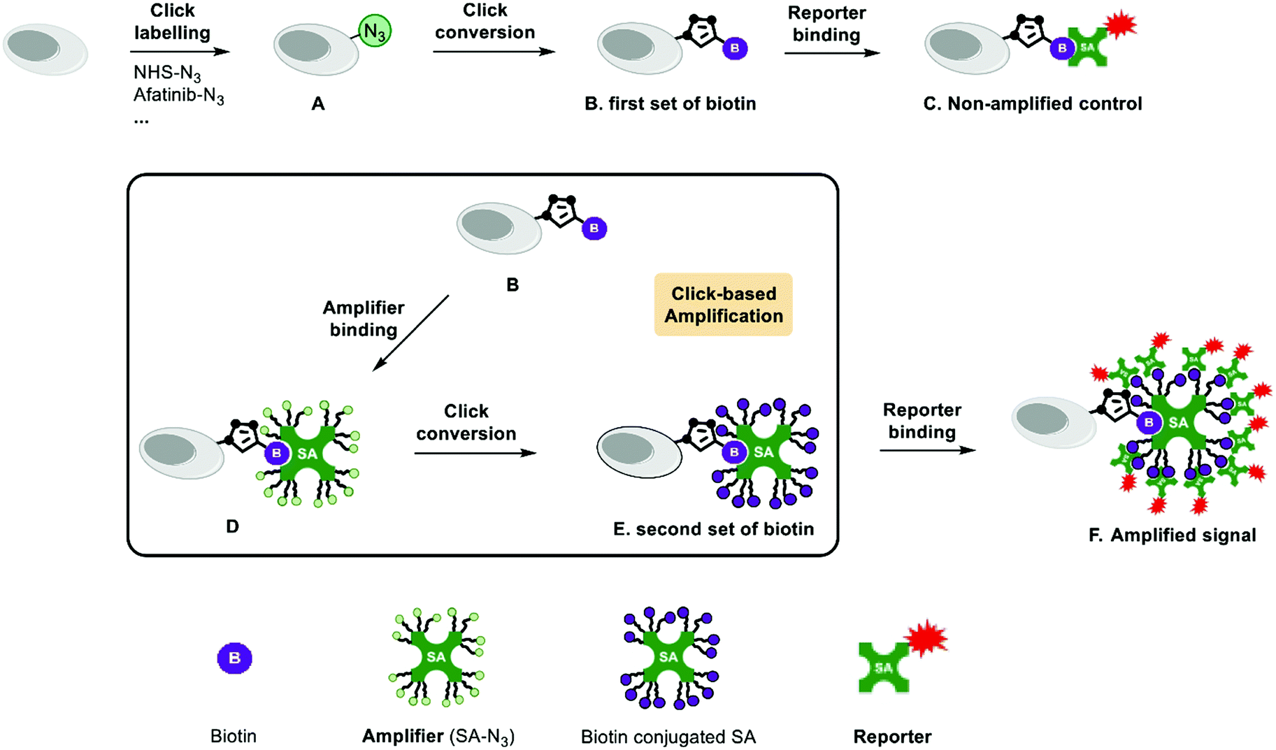 Click-based amplification: designed to facilitate various target ...