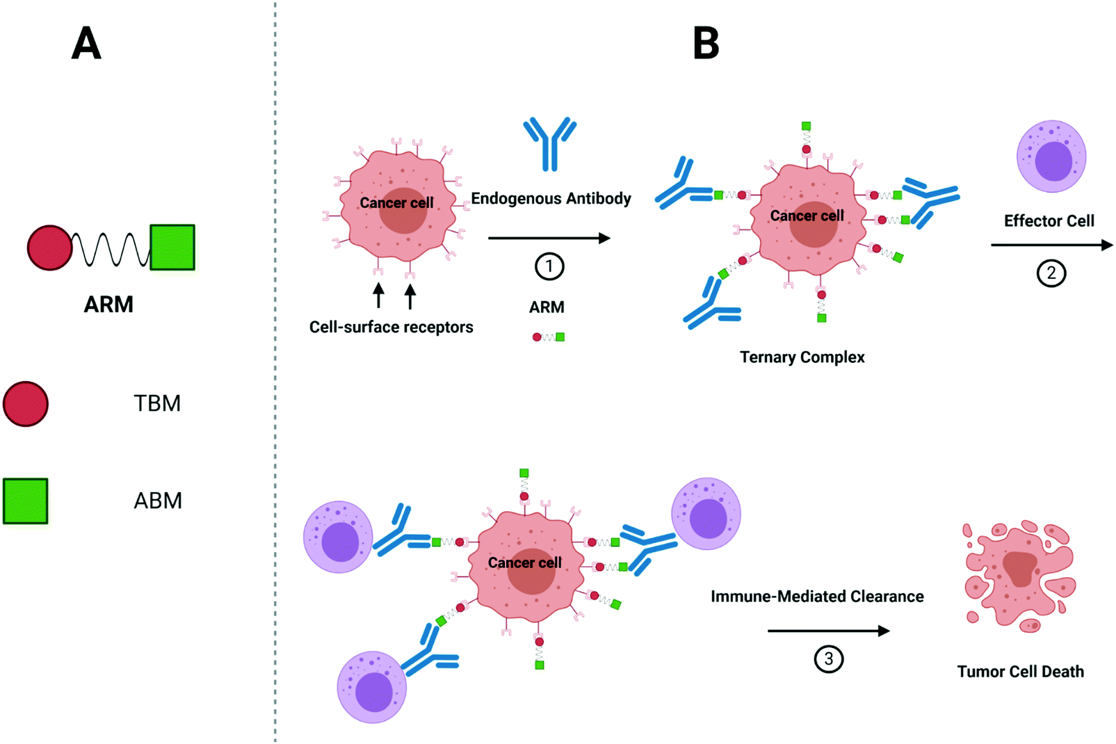 Antibody recruiting molecules (ARMs): synthetic immunotherapeutics to ...