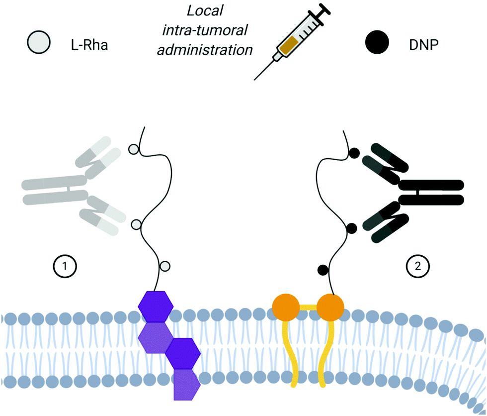 Antibody recruiting molecules (ARMs): synthetic immunotherapeutics to ...
