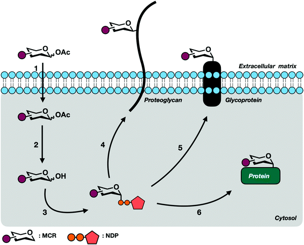Design and synthesis of metabolic chemical reporters for the ...