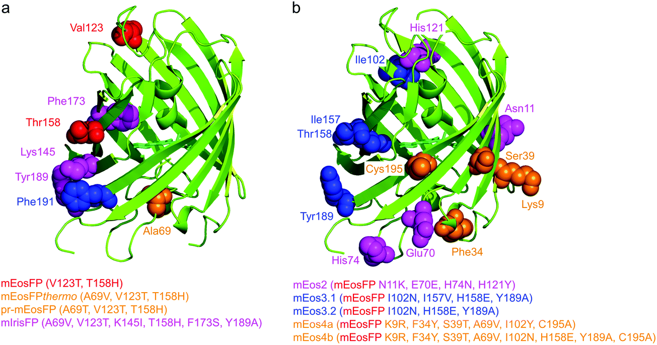 Fluorescent proteins of the EosFP clade: intriguing marker tools with ...