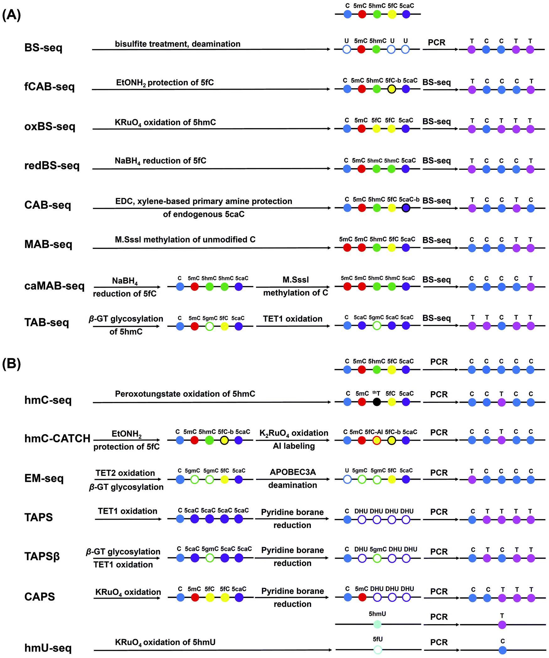 Quantification and mapping of DNA modifications - RSC Chemical Biology ...