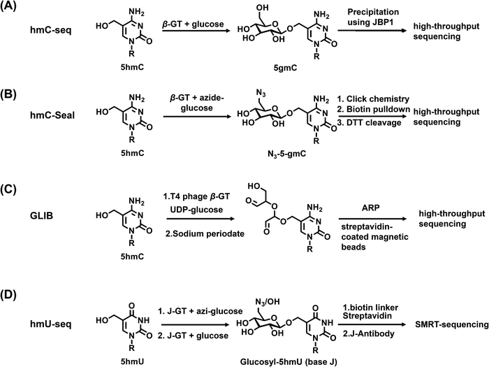 Quantification and mapping of DNA modifications - RSC Chemical Biology ...