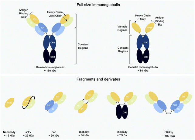 Nanobodies as in vivo , non-invasive, imaging agents - RSC Chemical ...