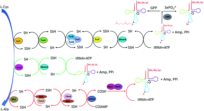 Sulfur modification in natural RNA and therapeutic oligonucleotides ...