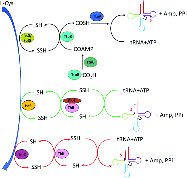 Sulfur modification in natural RNA and therapeutic oligonucleotides ...