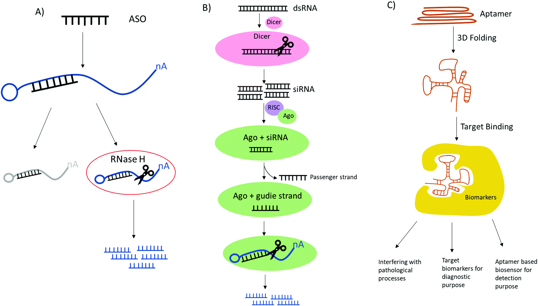 Sulfur modification in natural RNA and therapeutic oligonucleotides ...