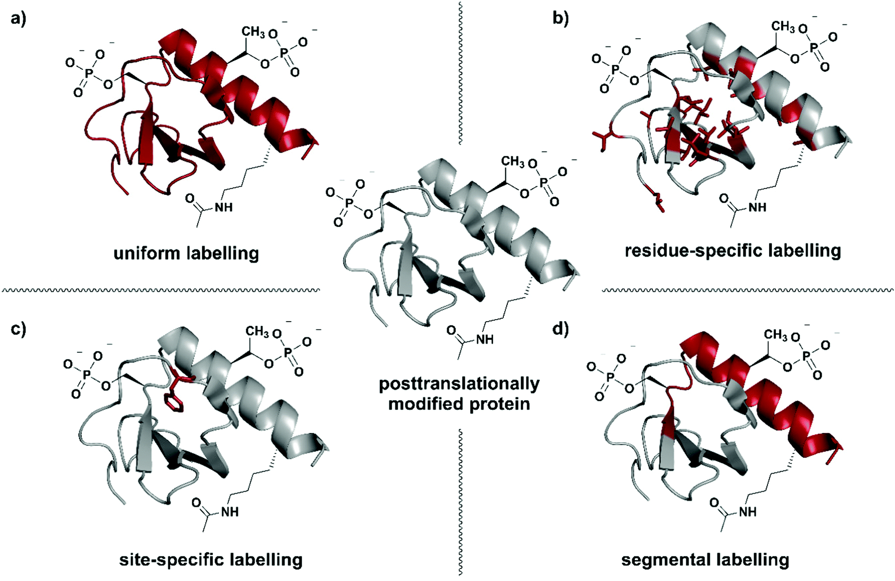 Segmental and site-specific isotope labelling strategies for structural ...