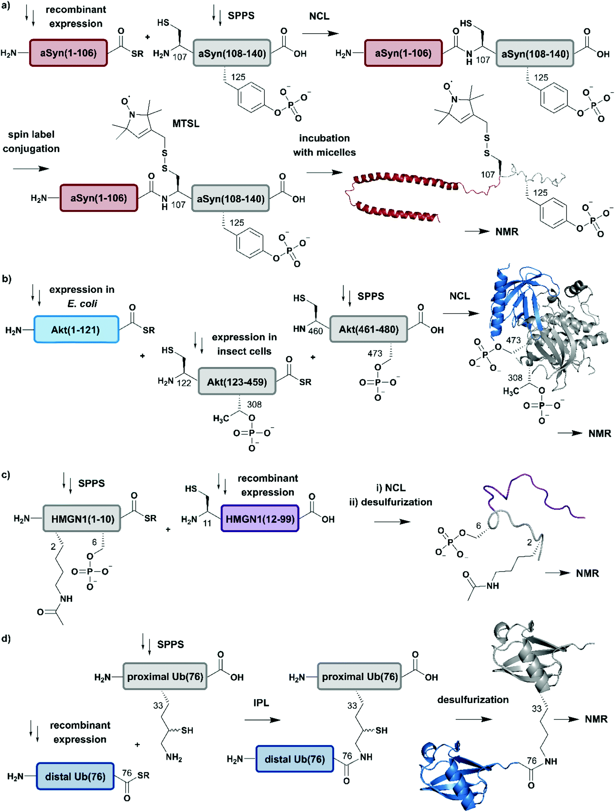Segmental and site-specific isotope labelling strategies for structural ...