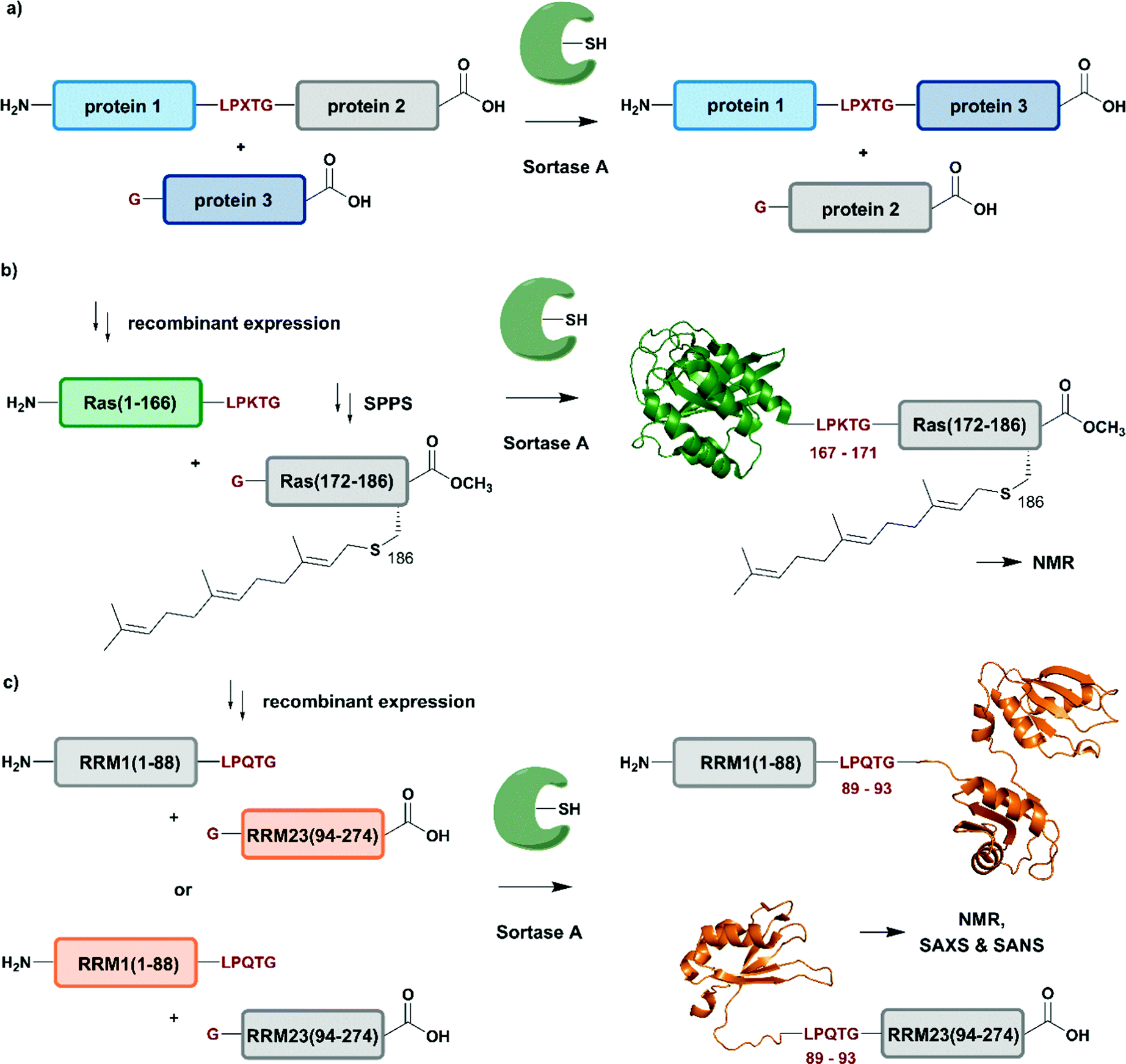 Segmental and site-specific isotope labelling strategies for structural ...