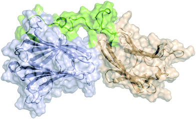The two domains of human galectin-8 bind sialyl- and fucose-containing ...