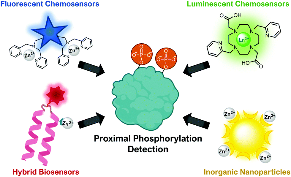 Optical chemosensors for the detection of proximally phosphorylated ...