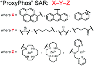Optical chemosensors for the detection of proximally phosphorylated ...