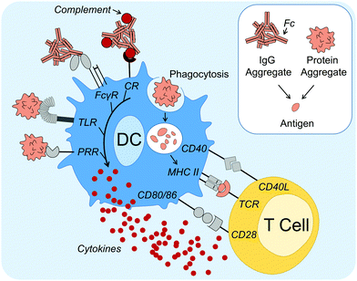 Aggregation of protein therapeutics enhances their immunogenicity ...