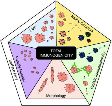 Aggregation of protein therapeutics enhances their immunogenicity ...
