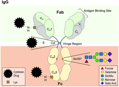 Aggregation of protein therapeutics enhances their immunogenicity ...