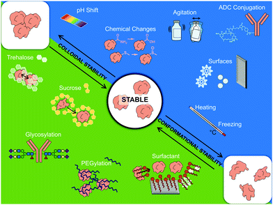 Aggregation of protein therapeutics enhances their immunogenicity ...