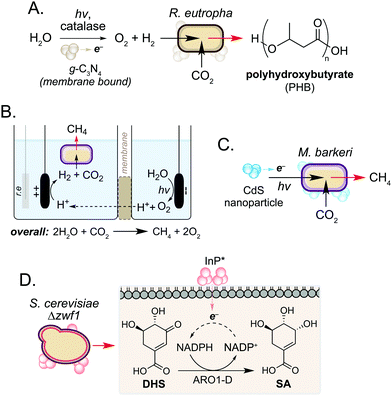 Interfacing non-enzymatic catalysis with living microorganisms - RSC ...