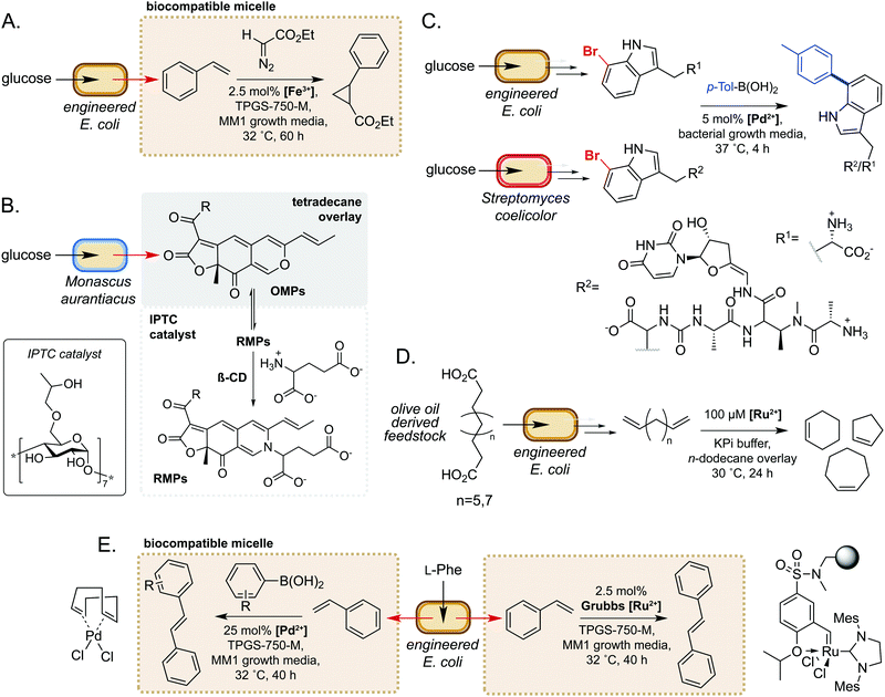 Interfacing non-enzymatic catalysis with living microorganisms - RSC ...
