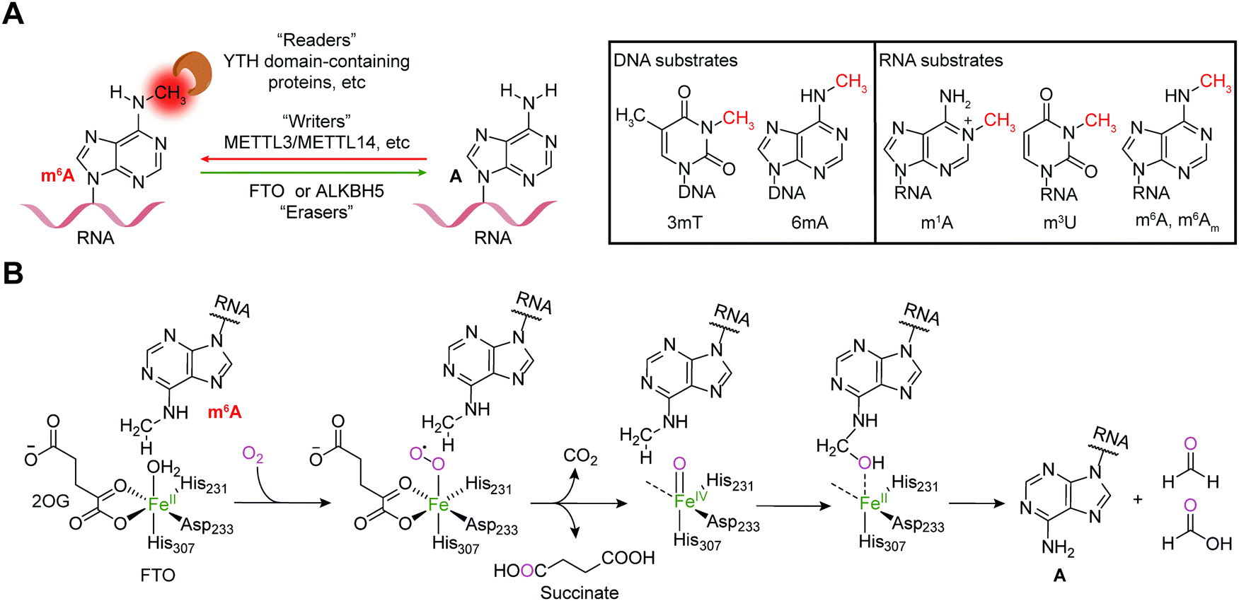 Targeting the RNA demethylase FTO for cancer therapy - RSC Chemical ...