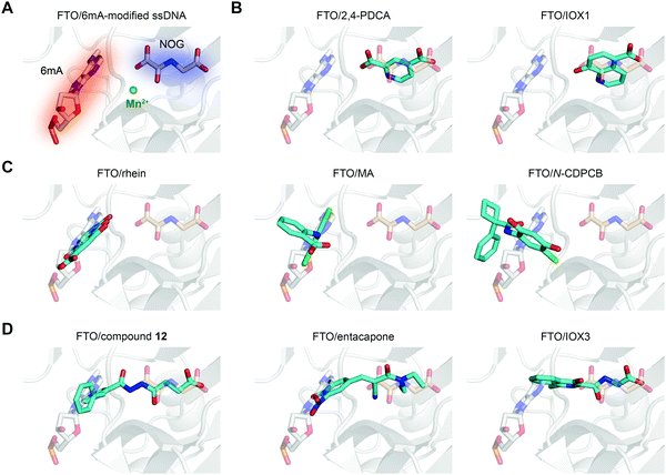 Targeting the RNA demethylase FTO for cancer therapy - RSC Chemical ...