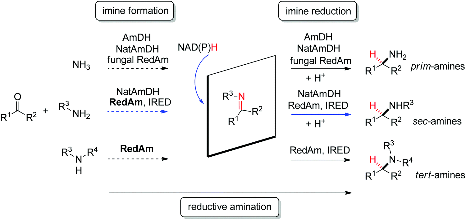 Enzymatic strategies for asymmetric synthesis - RSC Chemical Biology ...
