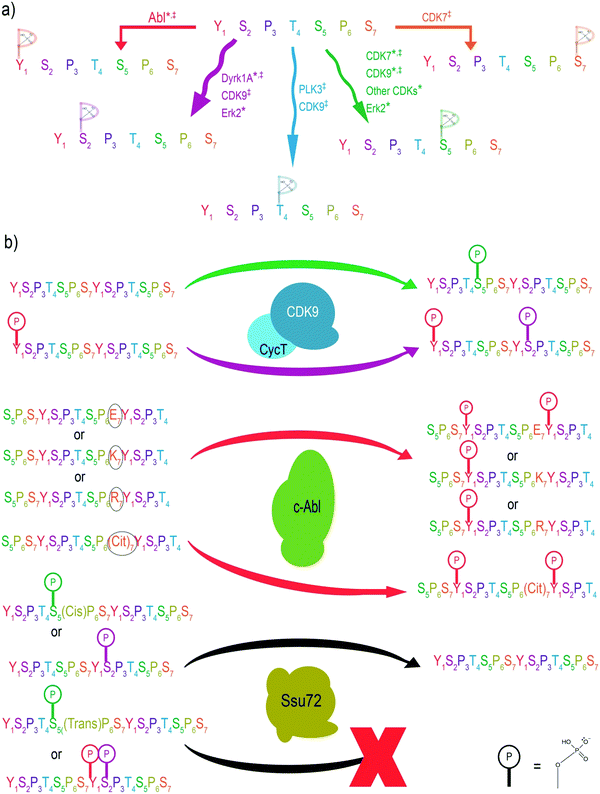What's all the phos about? Insights into the phosphorylation state of ...