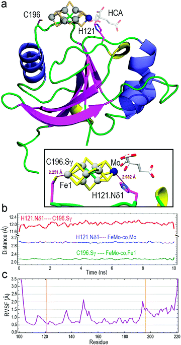 Environment and coordination of FeMo–co in the nitrogenase ...