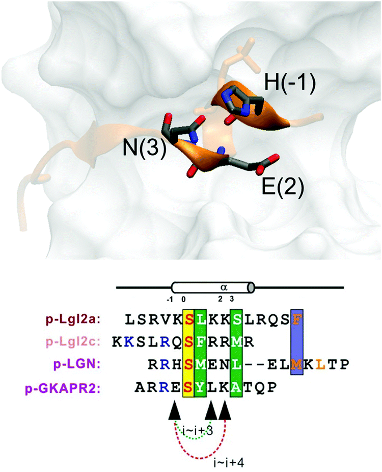 Entropy of stapled peptide inhibitors in free state is the major ...