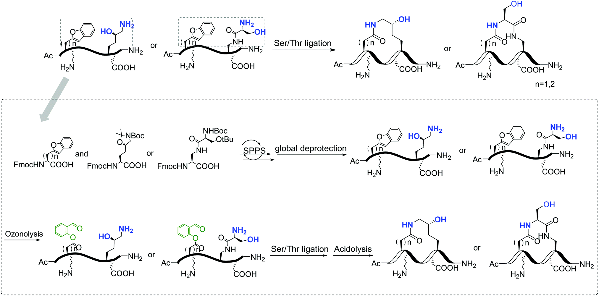 Entropy of stapled peptide inhibitors in free state is the major ...