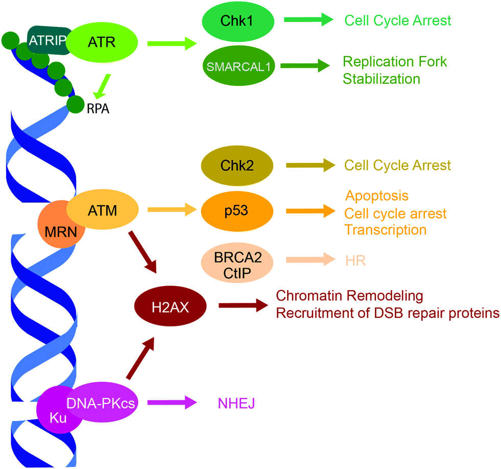 Targeting protein–protein interactions in the DNA damage response ...