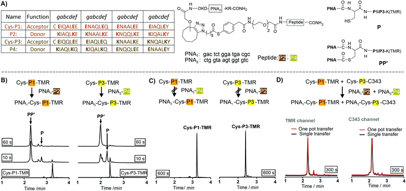 Orthogonal coiled coils enable rapid covalent labelling of two distinct ...