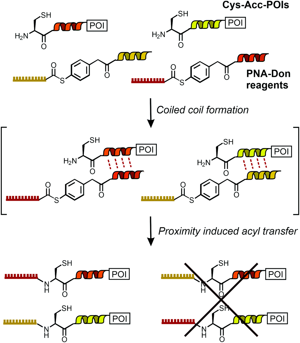 Orthogonal coiled coils enable rapid covalent labelling of two distinct ...