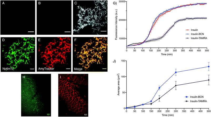 Versatile naphthalimide tetrazines for fluorogenic bioorthogonal ...