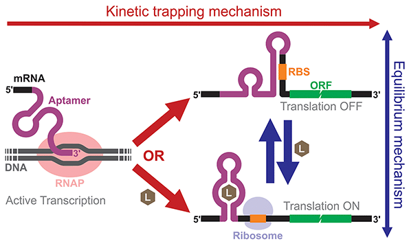 Cell-free riboswitches - RSC Chemical Biology (RSC Publishing) DOI:10. ...
