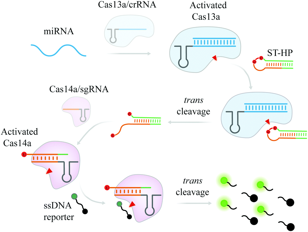 Cascade CRISPR/cas enables amplification-free microRNA sensing with fM ...