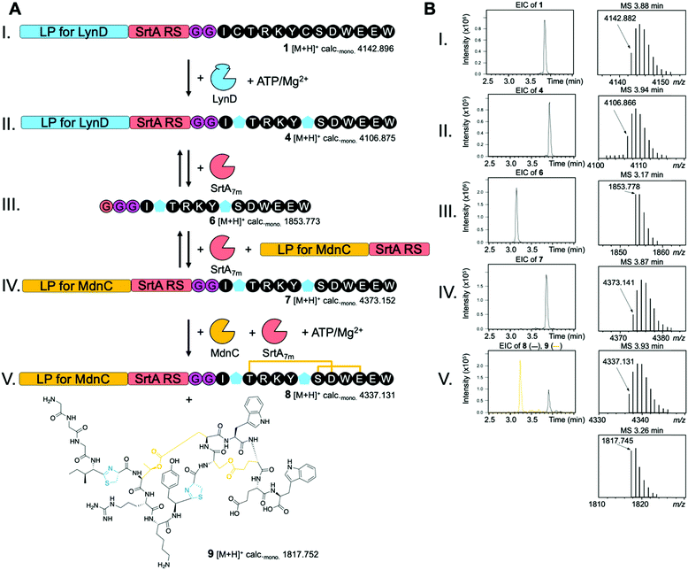 Leader peptide exchange to produce hybrid, new-to-nature ribosomal ...