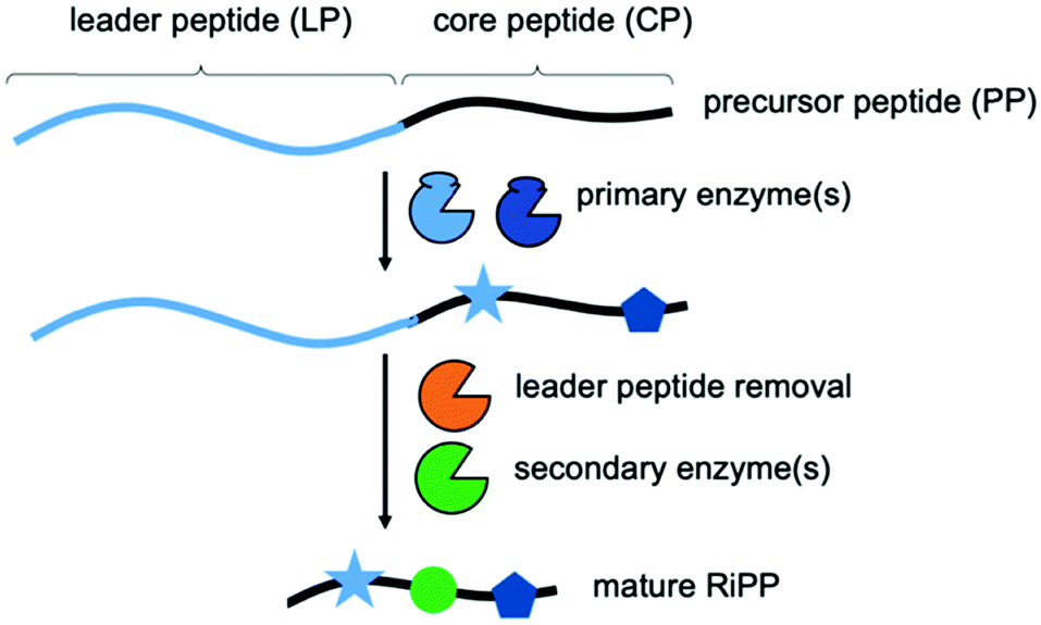 Leader peptide exchange to produce hybrid, new-to-nature ribosomal ...