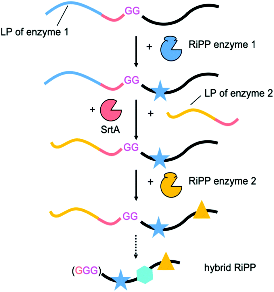 Leader peptide exchange to produce hybrid, new-to-nature ribosomal ...