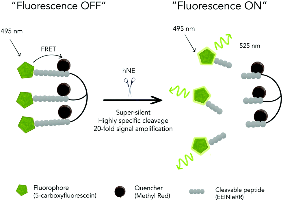 A fluorogenic peptide-based smartprobe for the detection of neutrophil ...
