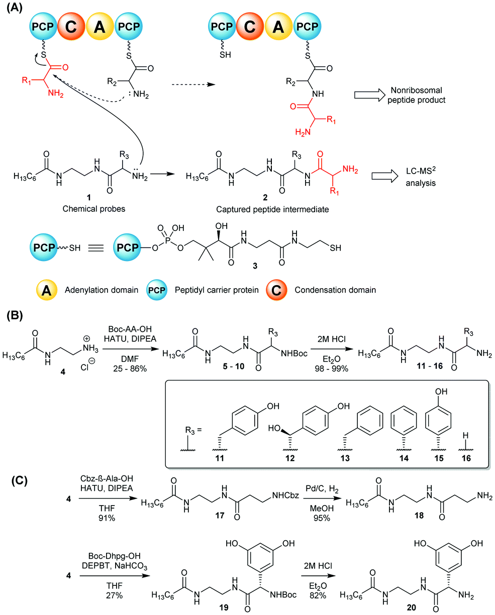 Chemical probes reveal the timing of early chlorination in vancomycin ...